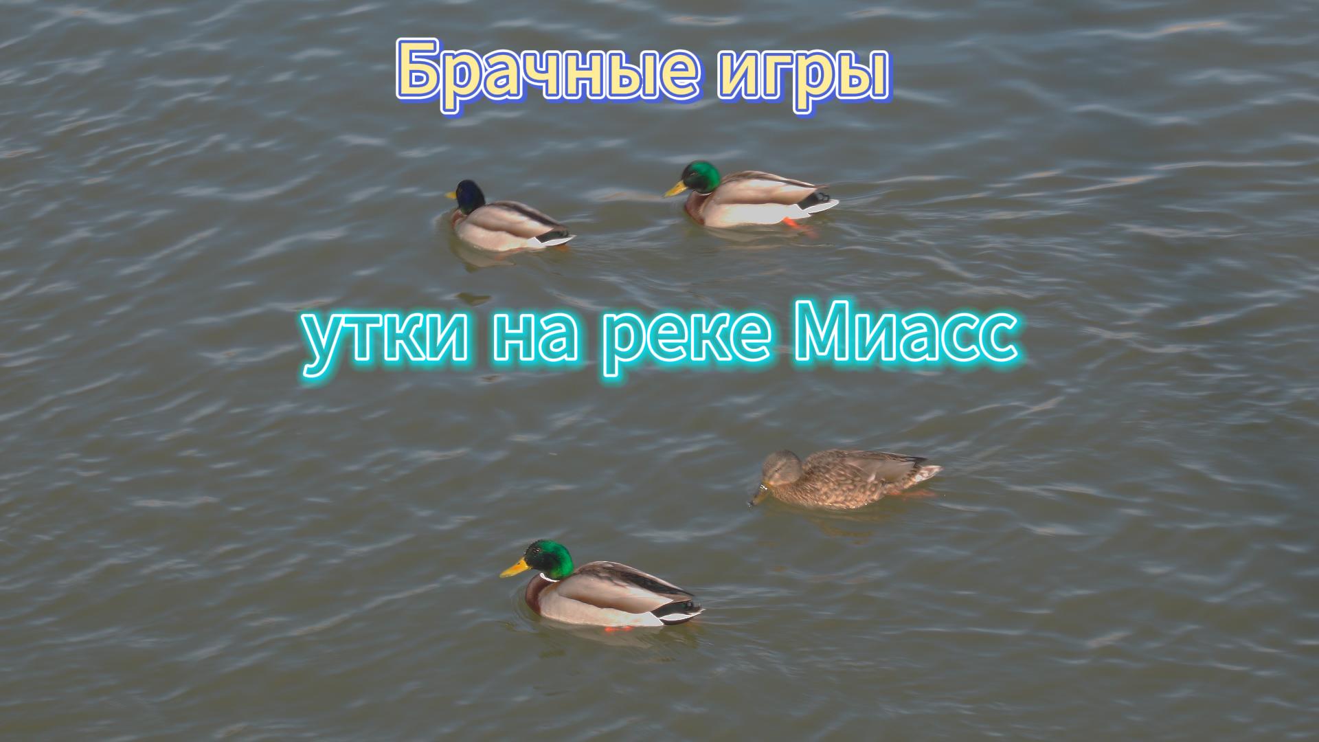 Животный мир – смотреть онлайн все 1 видео от Животный мир в хорошем  качестве на RUTUBE