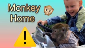 Monkey Home - мини блог