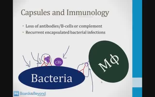 6/17 - ИНФЕКЦИОННЫЕ ЗАБОЛЕВАНИЯ (для USMLE 2022): серия Boards &amp; Beyond - Infectious diseases (STEP 1)