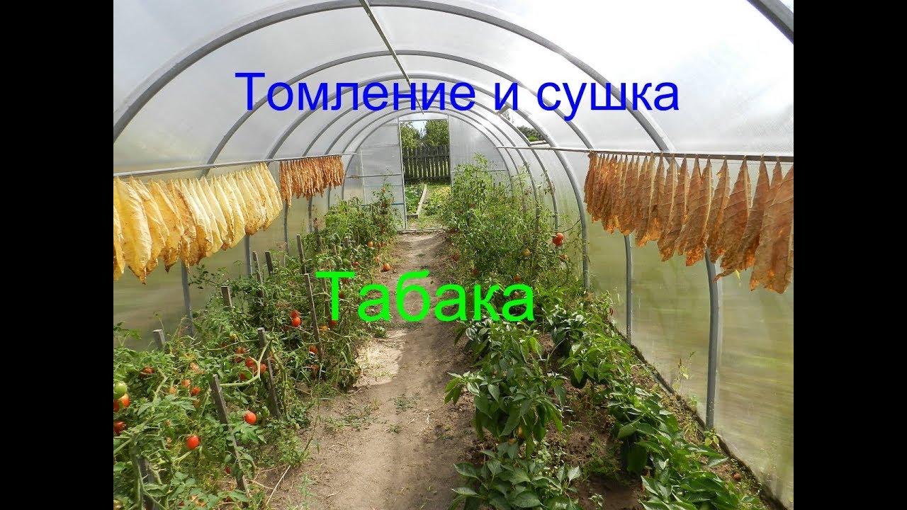 Уборка, сушка и томление листа табака