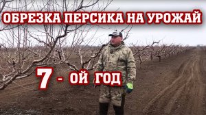 Выращивание персика/опытный участок