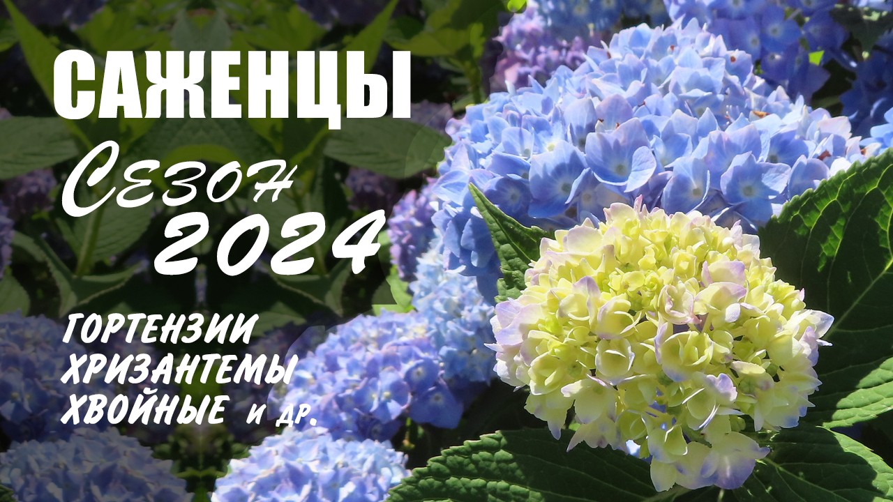 Садовые цветы. Особенности ухода и выращивания. Обзоры сортов – смотреть  онлайн все 33 видео от Садовые цветы. Особенности ухода и выращивания.  Обзоры сортов в хорошем качестве на RUTUBE