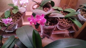 обзор цветущих орхидей