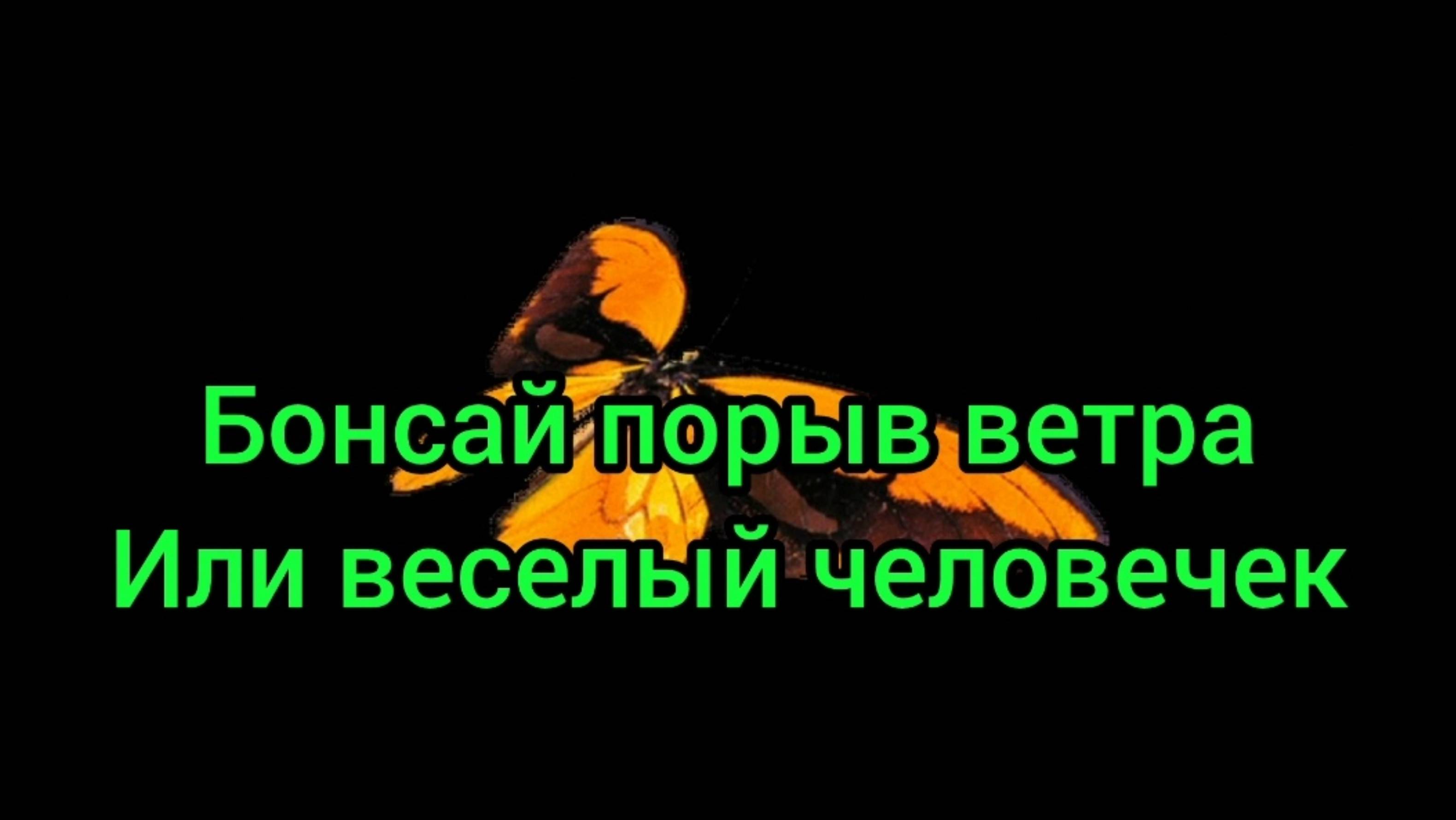 Бонсай из Мирта стиль Порыв ветра.