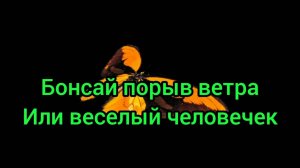 Бонсай из Мирта стиль Порыв ветра.