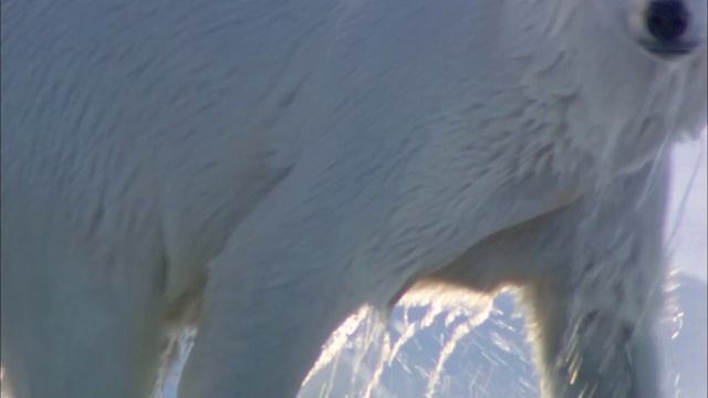 Белый медведь: Шпион во льдах (документальный сериал, 2010)