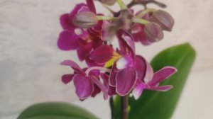 Фаленопсис / Phalaenopsis