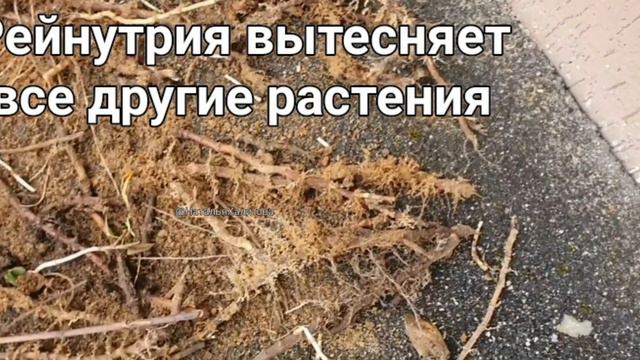 Борьба с инвазивным растением