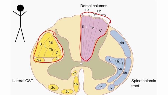 9/16 НЕВРОЛОГИЯ - (2021) USMLE RX - Neurology and Special Senses