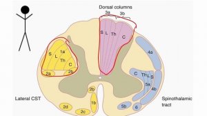 9/16 НЕВРОЛОГИЯ - (2021) USMLE RX - Neurology and Special Senses