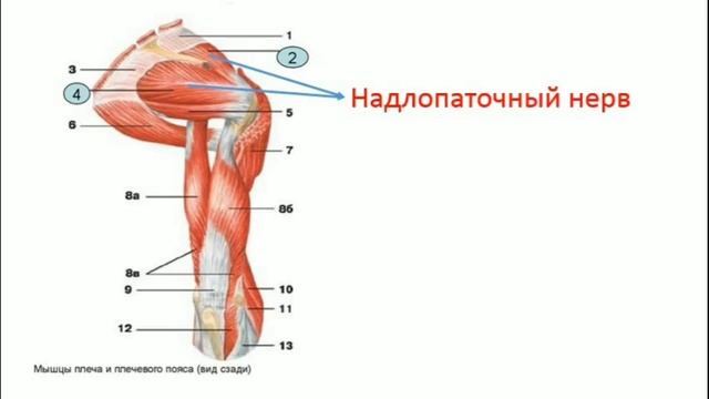 Как устроена женская репродуктивная система - Remedi