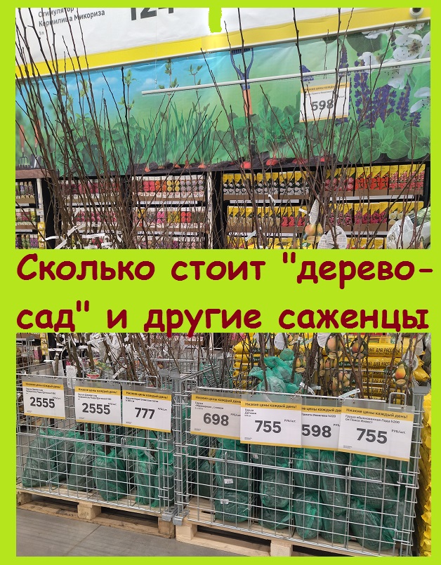 Посадка деревьев - цены: заказать услуги в Москве и Подмосковье