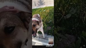 Видеоприветы от собакенов