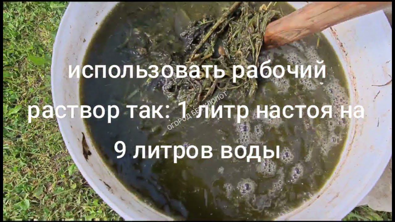 Всё о томатах