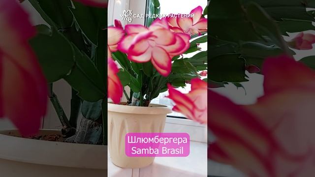 Шлюмбергера декабрист