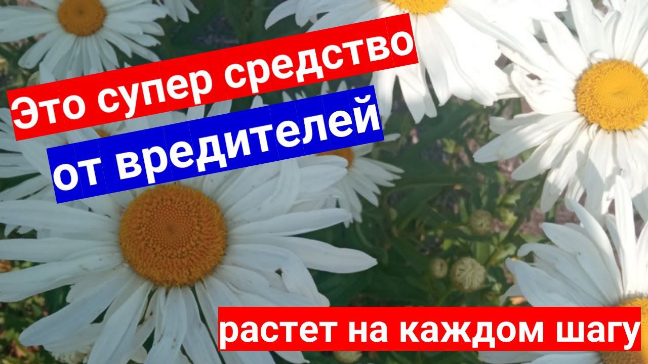 ЦВЕТЫ