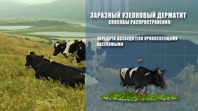 Болезни животных и птиц. Профилактика и методы борьбы