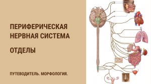 Нервная система. Неврология.