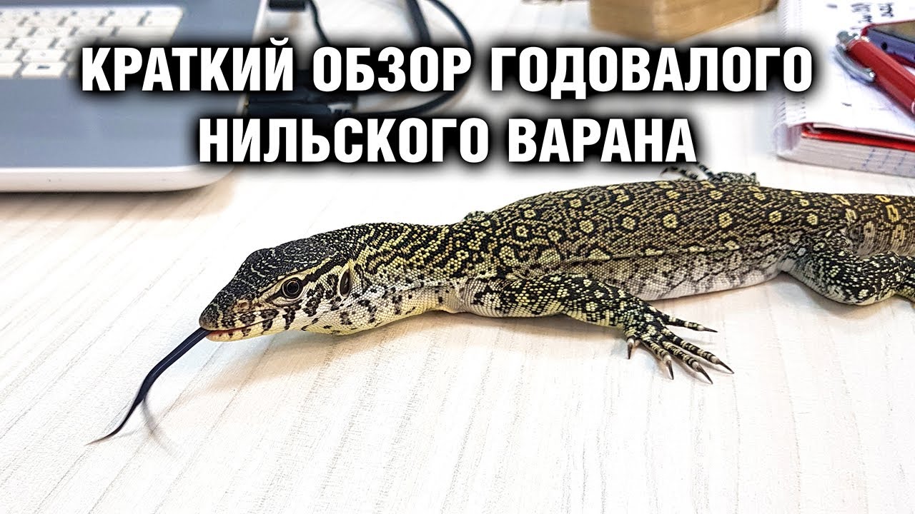 Вараны Нильские