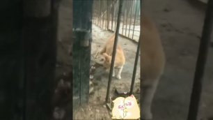 Лев и котик кушают