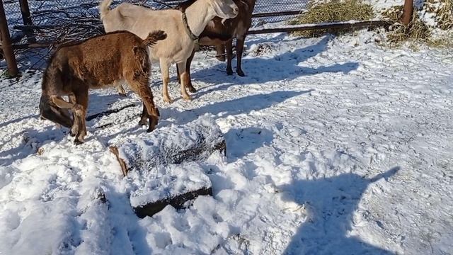 Порно видео коза смотреть онлайн