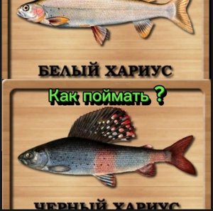 Озеро Байкал, реальная рыбалка.
