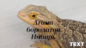 Агама бородатая