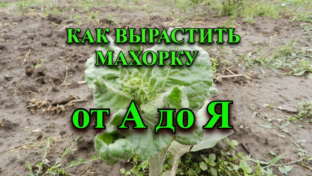 Махорка