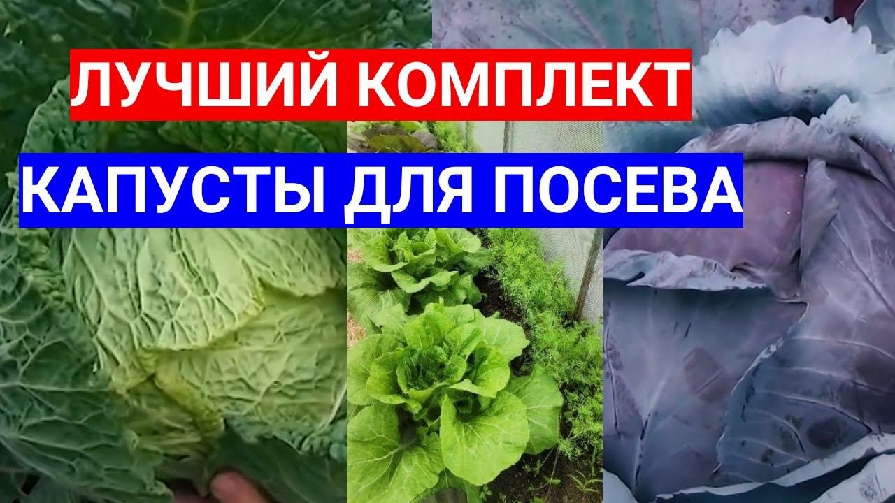 КАПУСТА