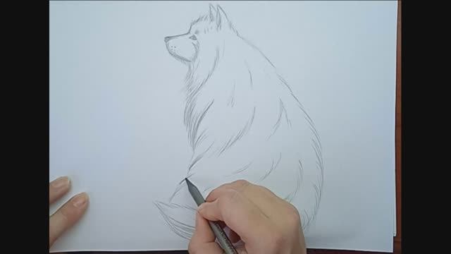 Нарисованные карандашом животные Как нарисовать поэтапно доброго медведя