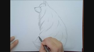 Как нарисовать животное
