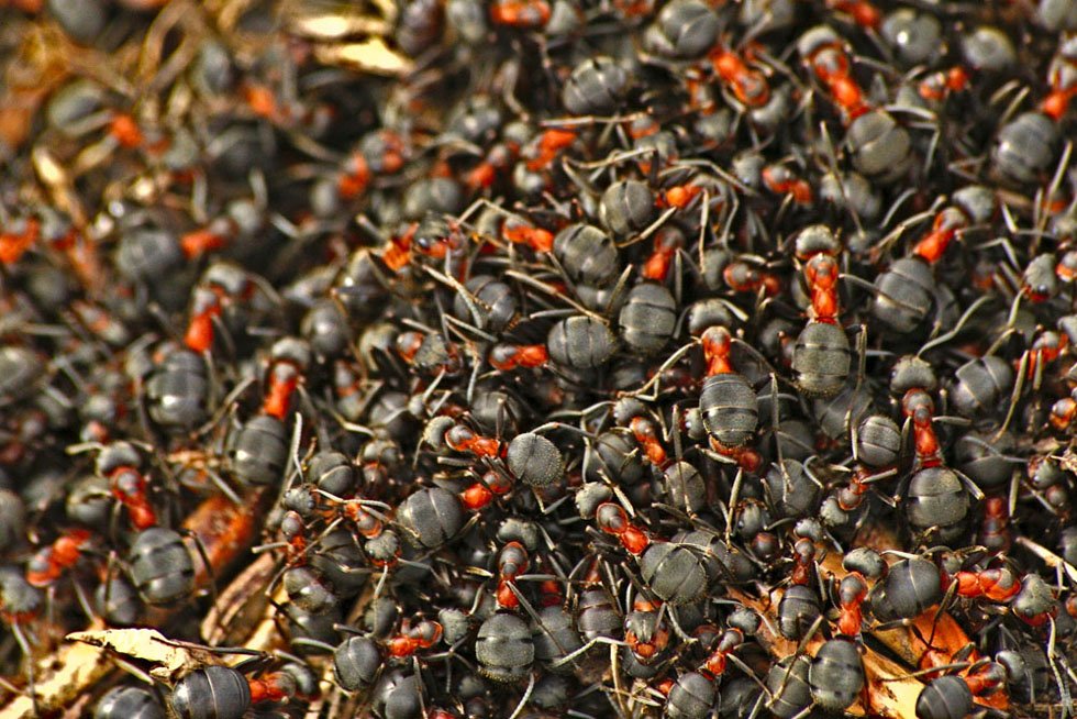 Куча муравьев. Насекомые много. Муравьиная куча. Муравьи толпа. Много видов насекомых.