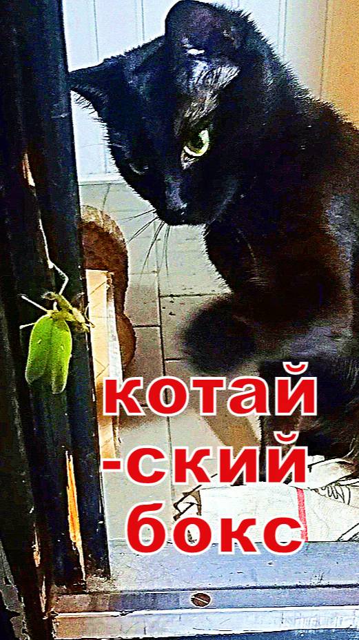 Коты, кошки и другие животные.