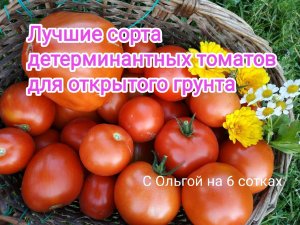 Выращивание томатов от А до Я