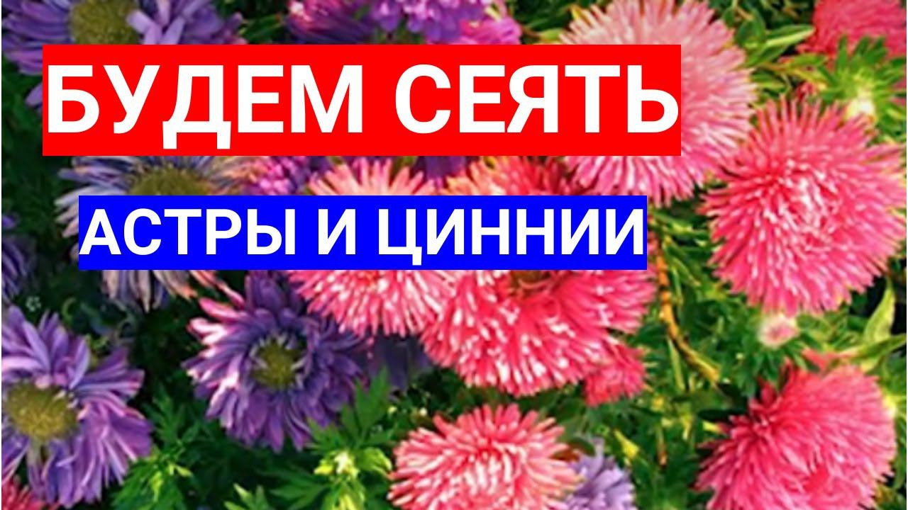 ЦИНИИ