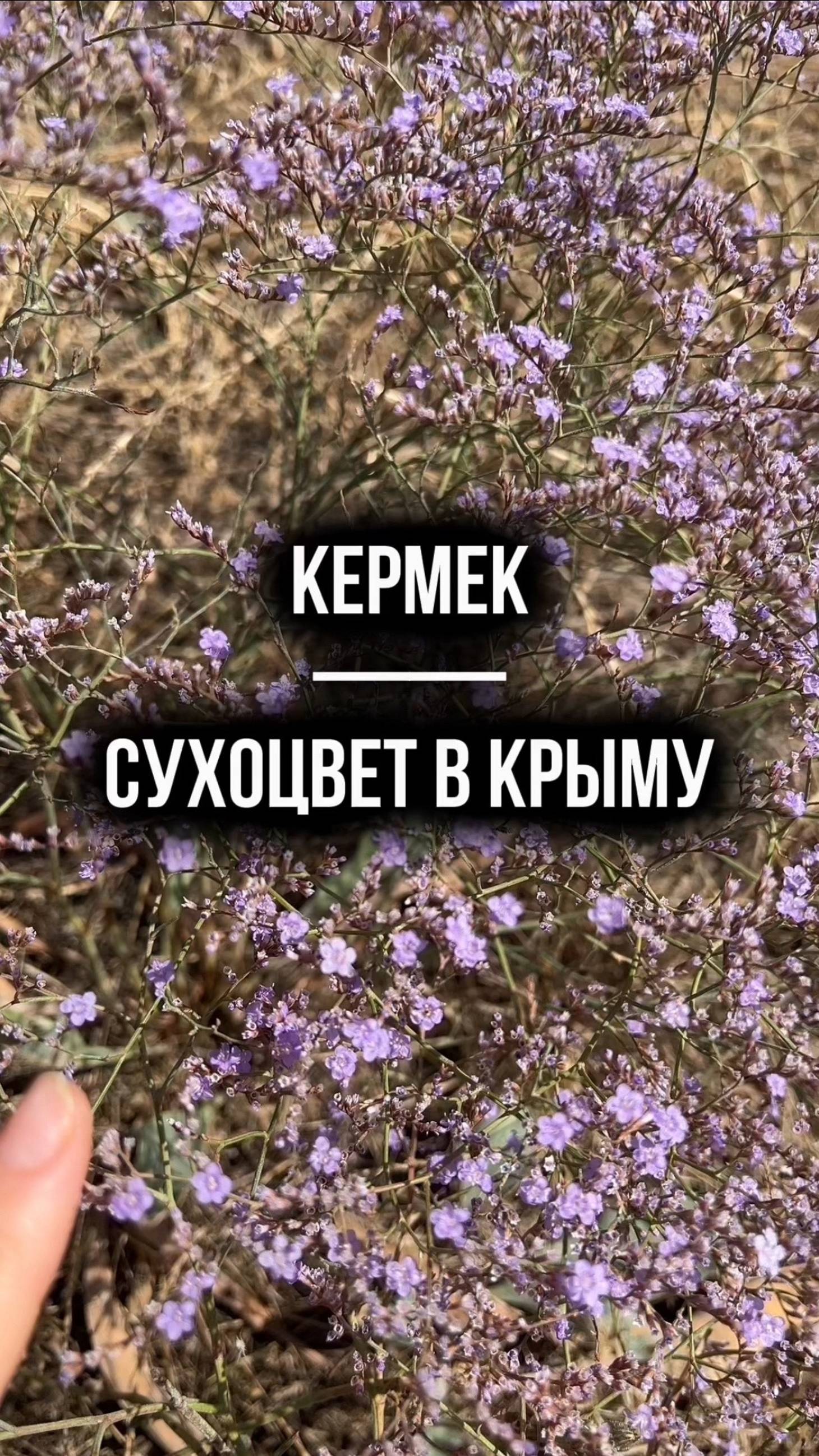Разное в Крыму