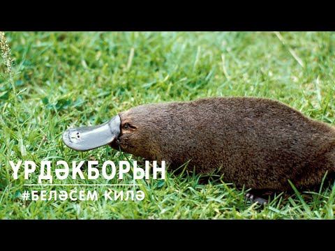 БЕЛӘСЕМ КИЛӘ | Салават Күпере