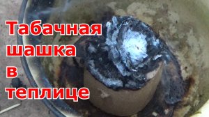 Подкормки и удобрения. Борьба с вредителями и болезнями