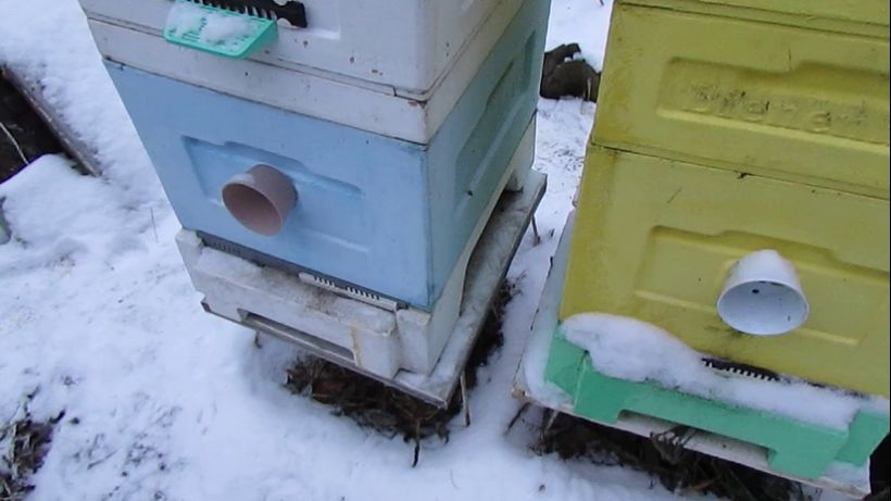Ложка дегтя: в Татарстане выясняют, почему пчел становится меньше, а меда только больше