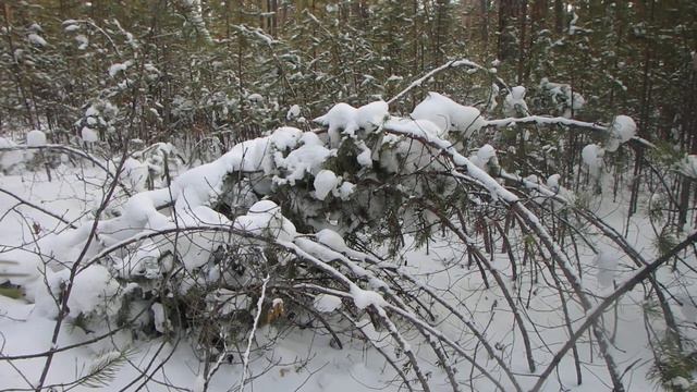 Таежные зарисовки