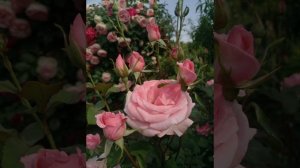 Розы (Roses)