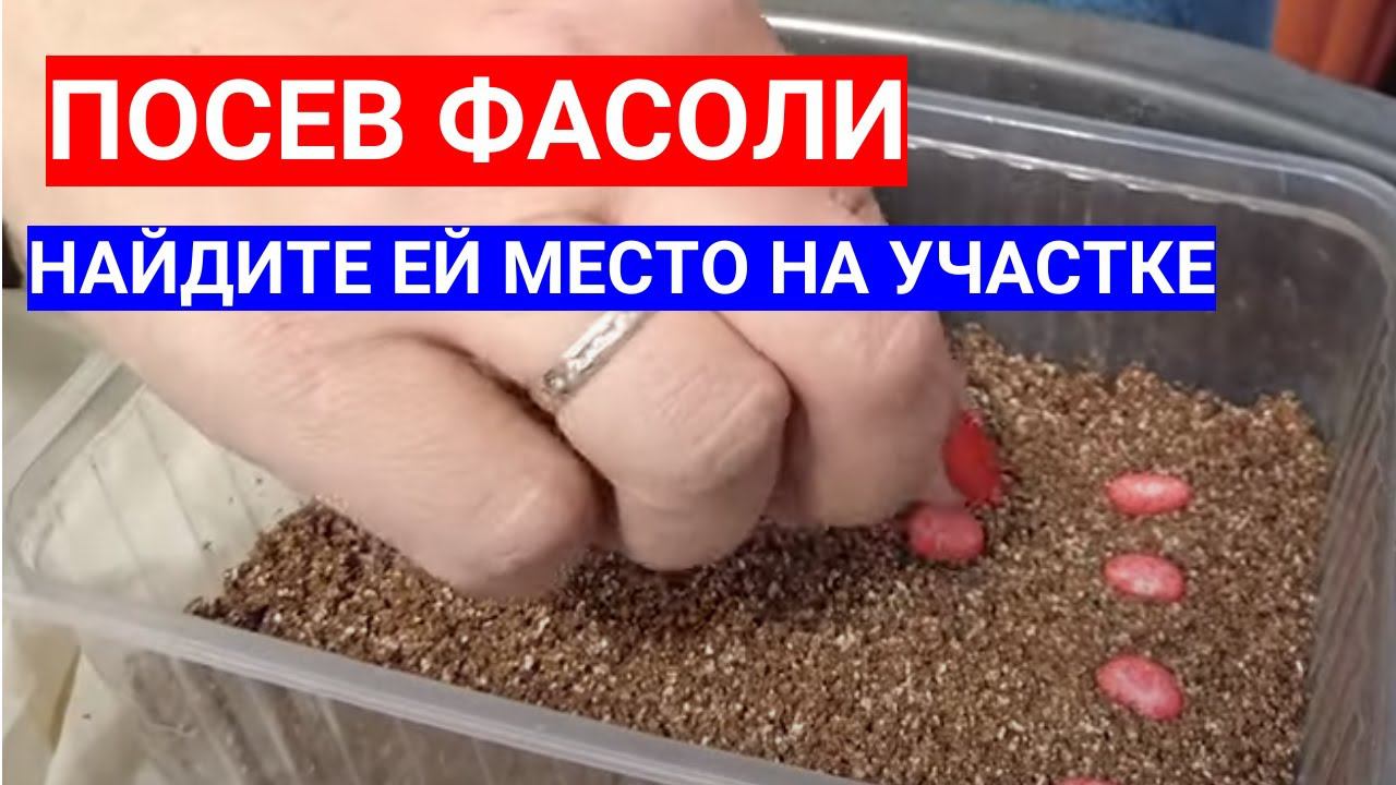 ФАСОЛЬ