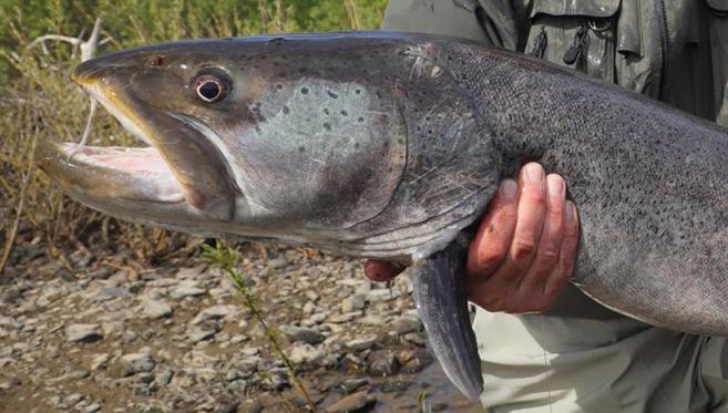Обзоры, видео и рекомендации