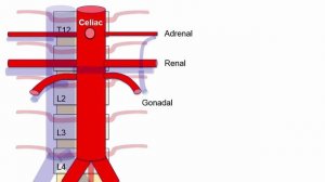 4/16 ЖЕЛУДОЧНО-КИШЕЧНЫЙ ТРАКТ - (2021) USMLE RX - GI Tract