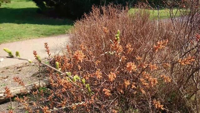 Восковница обыкновенная (дат. Porse, лат. Myrica gale).