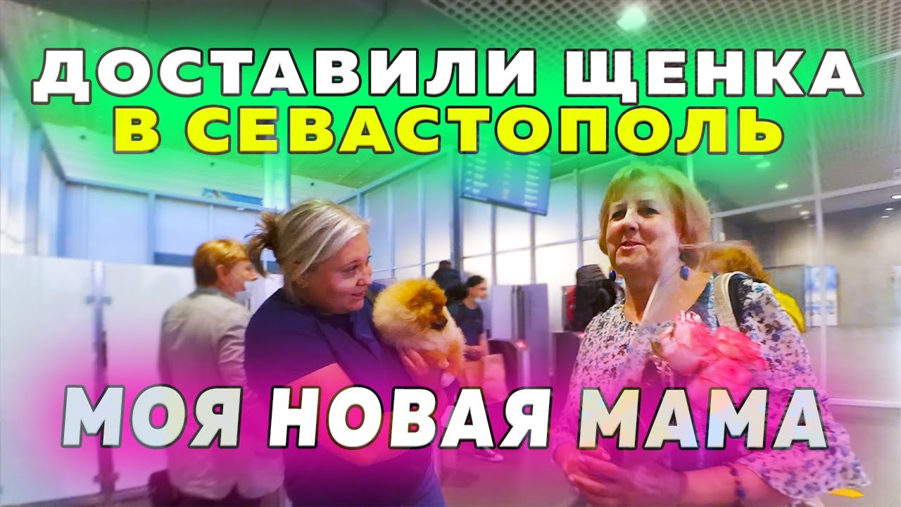 Померанский шпиц 2021 – смотреть онлайн все 137 видео от Померанский шпиц  2021 в хорошем качестве на RUTUBE