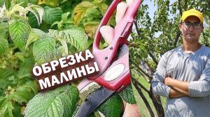 Ягодные. Увеличим урожай, повысим сладость