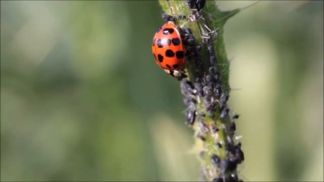 Мир насекомых! Видео про насекомых!