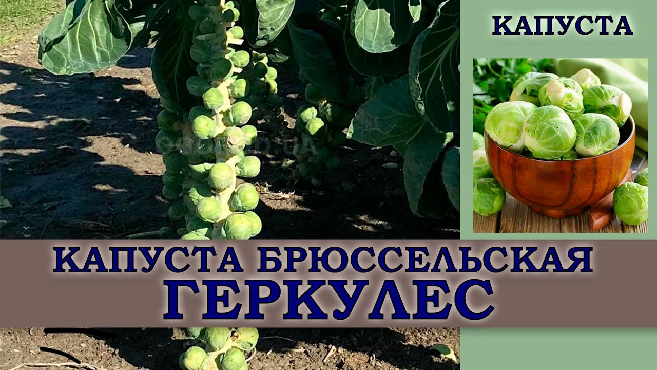 Брюссельская геркулес. Капуста брюссельская Геркулес. Капуста брюссельская Геркулес 1342. Капуста брюссельская Розелла. Брюссельская капуста рассада Геркулес.