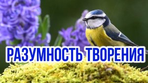 «Следы Творца в природе и человеке»